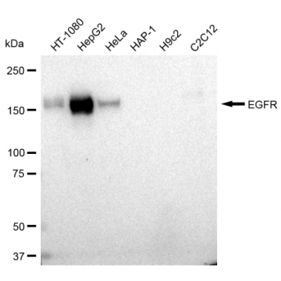 LifeSab™ KD-Validated EGFR Rabbit mAb
