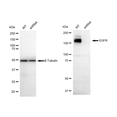 LifeSab™ KD-Validated EGFR Rabbit mAb