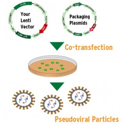 Lentivirus Transduction Enhancer II