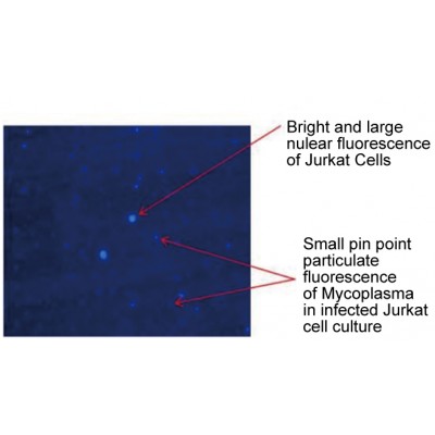 Mycoplasma Stain Kit