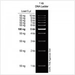 DL2000 DNA Marker