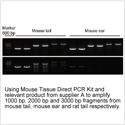 Mouse Tissue Direct PCR Kit