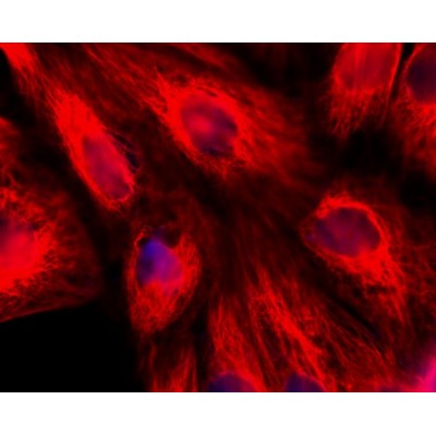 LiFluor™ 568 Red Fluorescent Dye