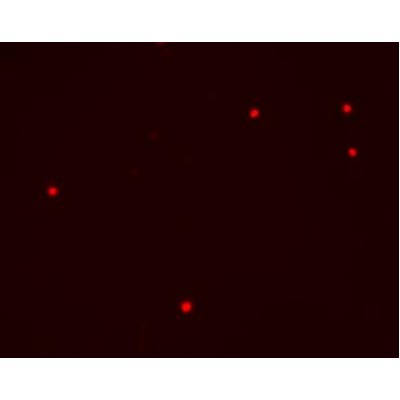Red live-cell nucleic acid stain