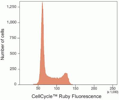 Cell Cycle Green Stain